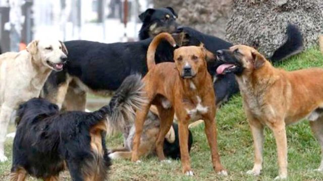 Jauría de perros ataca a una joven en un barrio