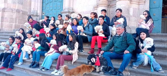 Pequineses albinos desfilaron en la Plaza 10 de Noviembre