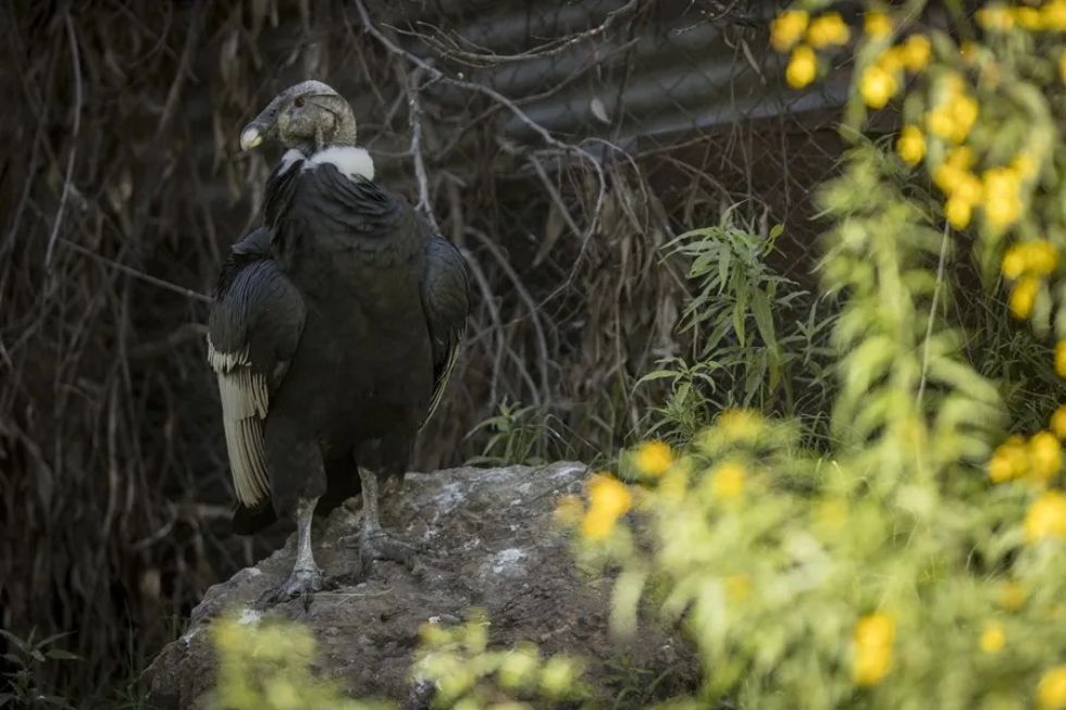 Los esfuerzos para que el cóndor andino siga volando en Bolivia